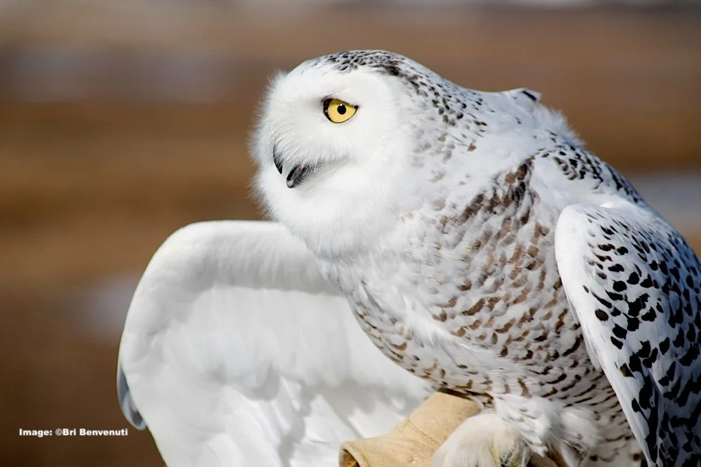 Snowy Owl Update! An Interview with Scott Weidensaul, Co-Founder of ...