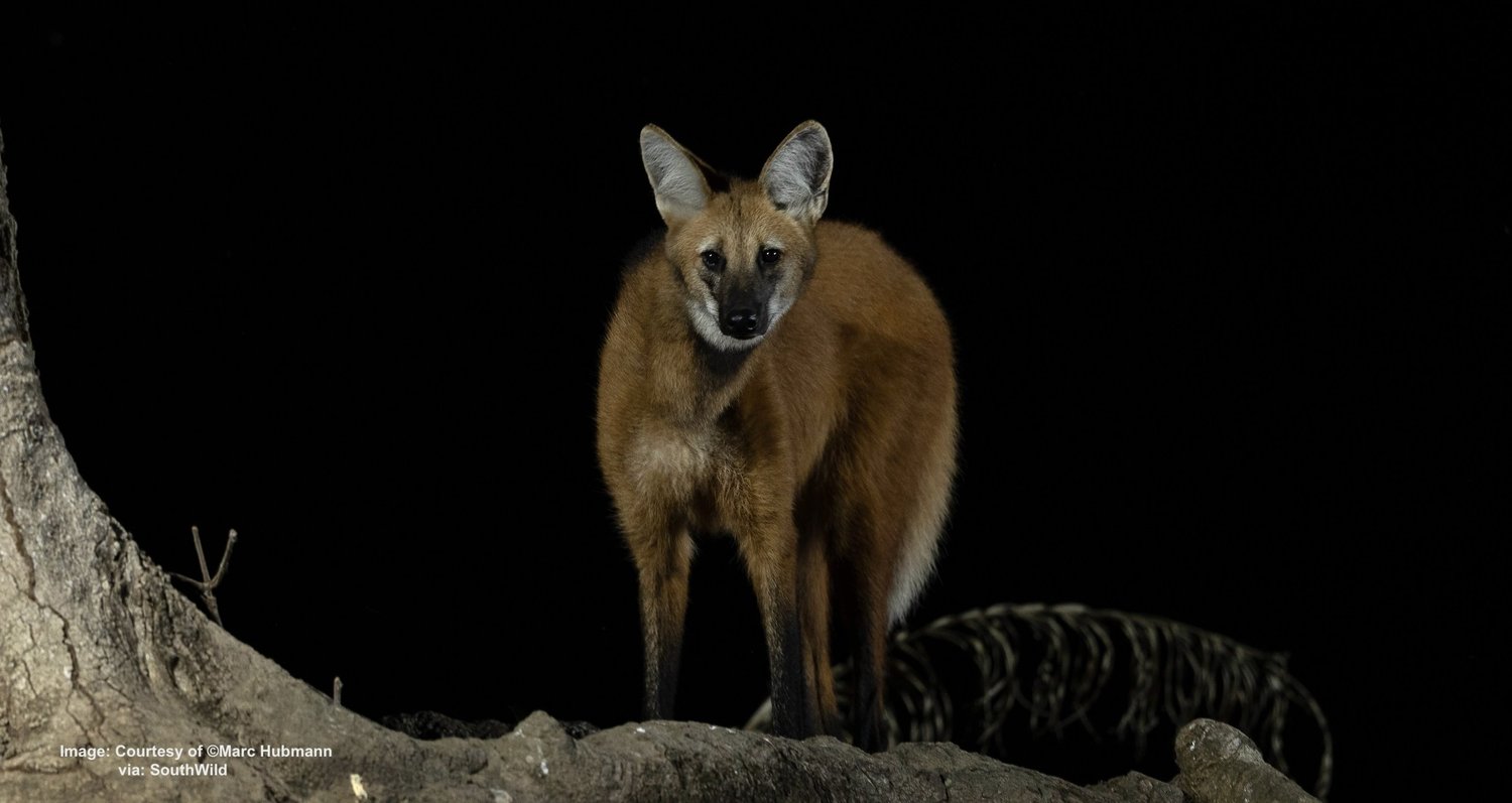 Introducing Maned Wolf, Timid,Tall and Not a Wolf at All — Destination ...