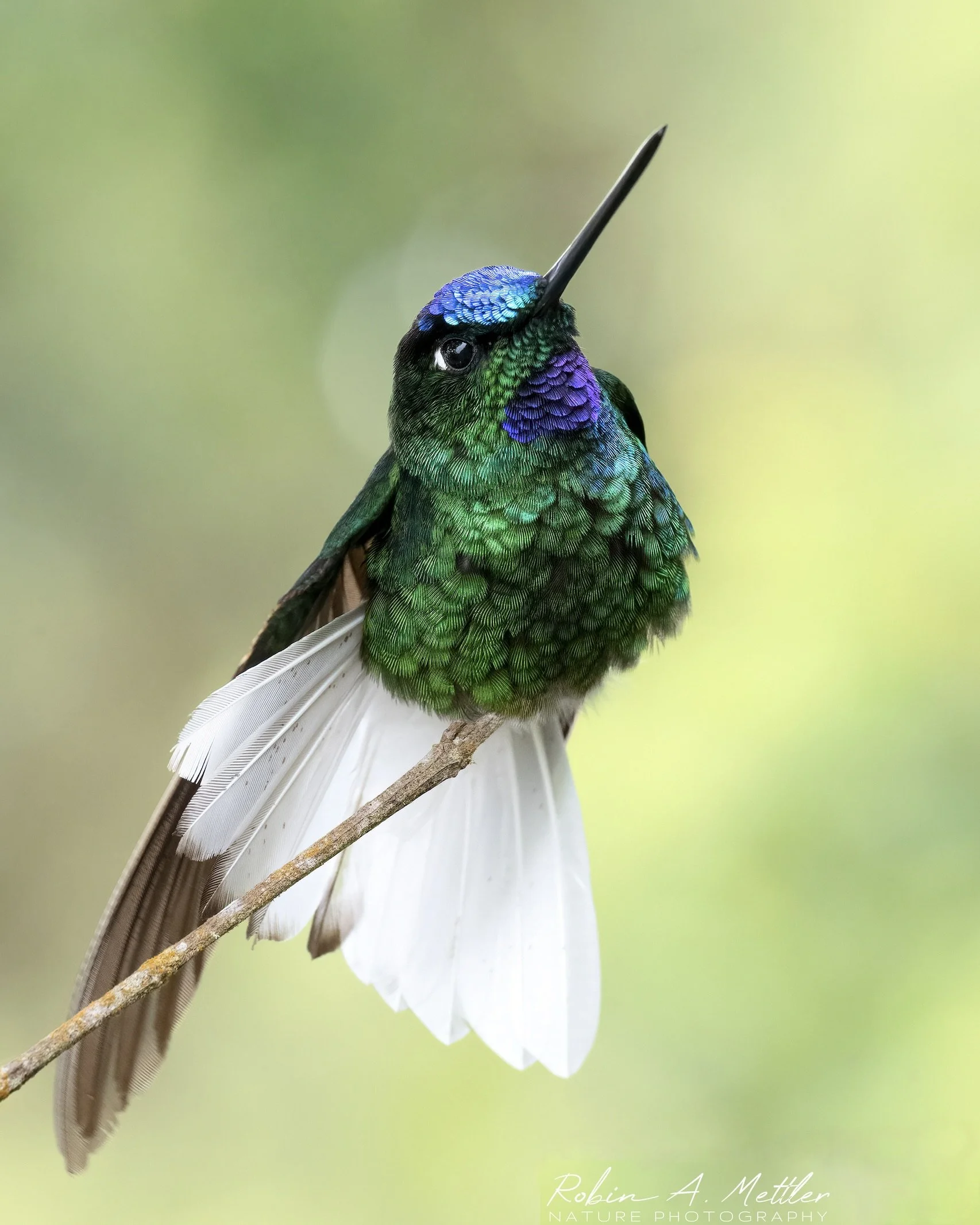 10 Beautiful Birds You Can ONLY See in Colombia — Destination: Wildlife™