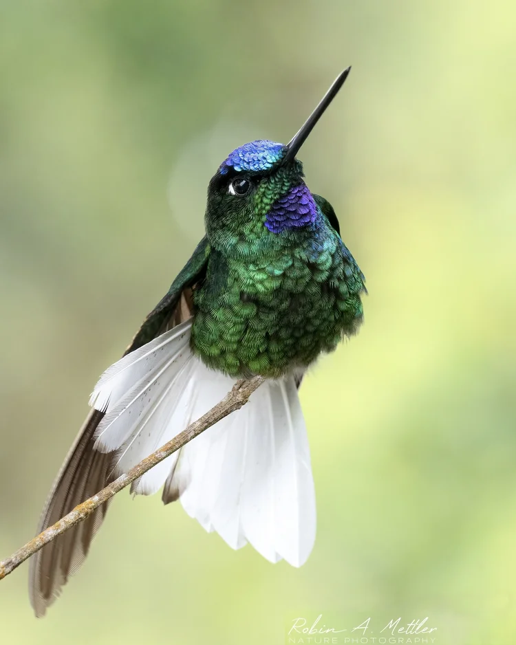10 Beautiful Birds You Can ONLY See in Colombia — Destination: Wildlife™