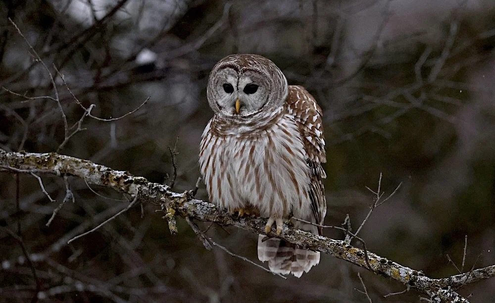 Winter Secrets of the New York Grasslands: Snowy Owls, Short-eared Owls ...