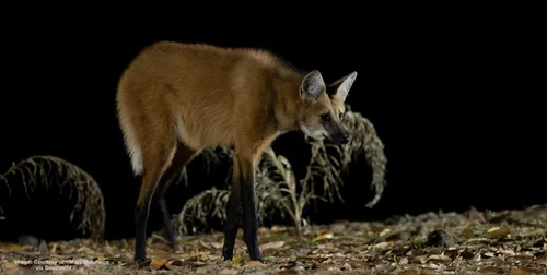 Introducing Maned Wolf, Timid,Tall and Not a Wolf at All — Destination ...