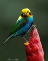 10 Beautiful Birds You Can ONLY See in Colombia — Destination: Wildlife™