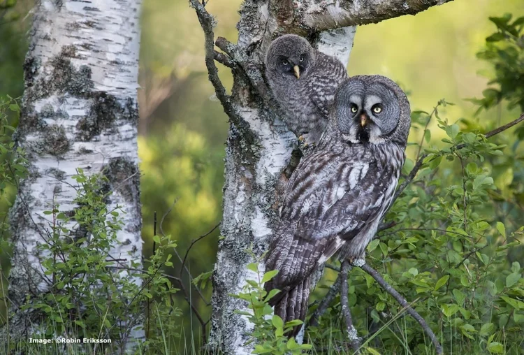Eight Audacious Owls of North American and Where to Look For Them ...