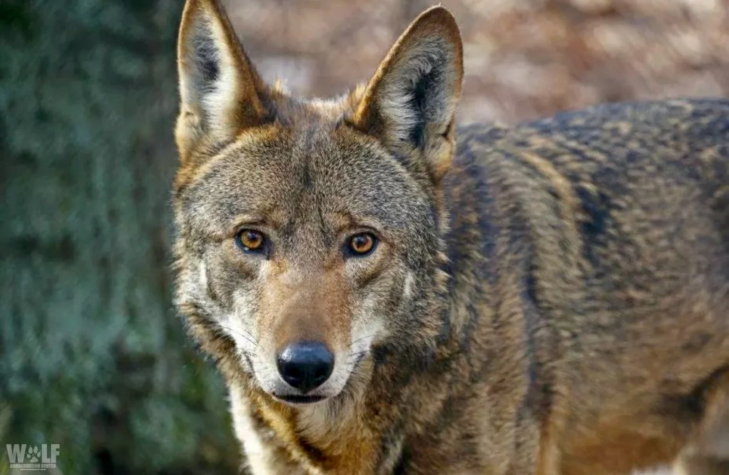 Six US-Based Wildlife Conservation Organizations You Need to Know ...