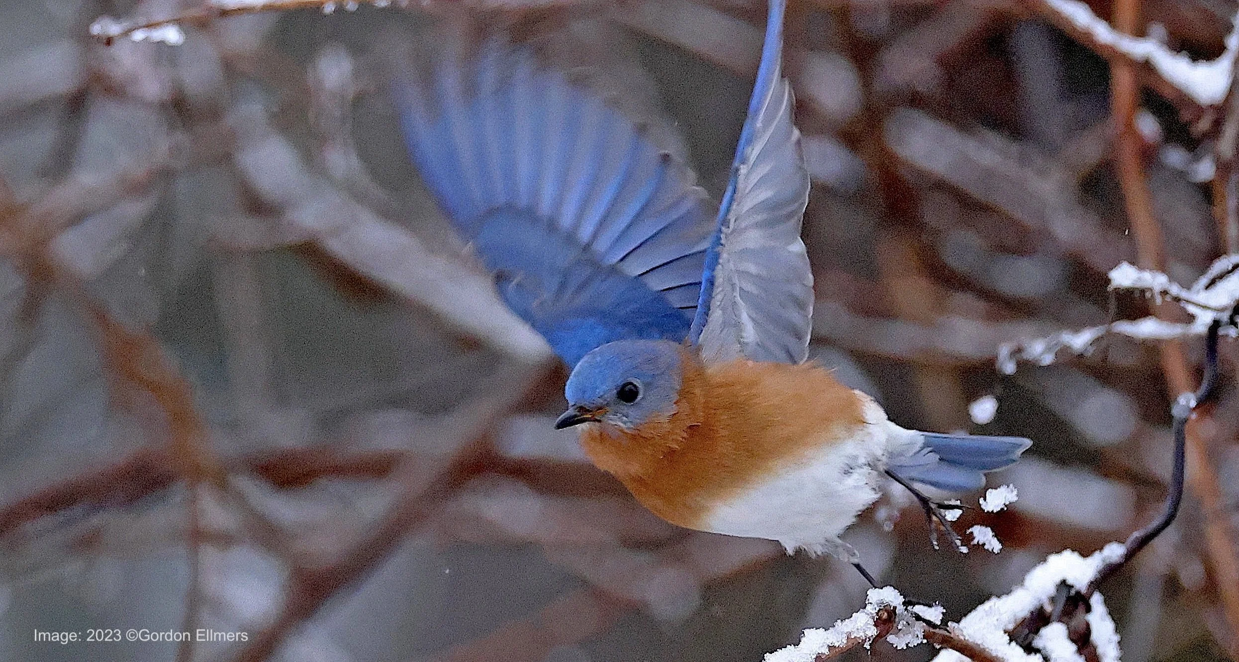 Winter Secrets of the New York Grasslands: Snowy Owls, Short-eared Owls ...