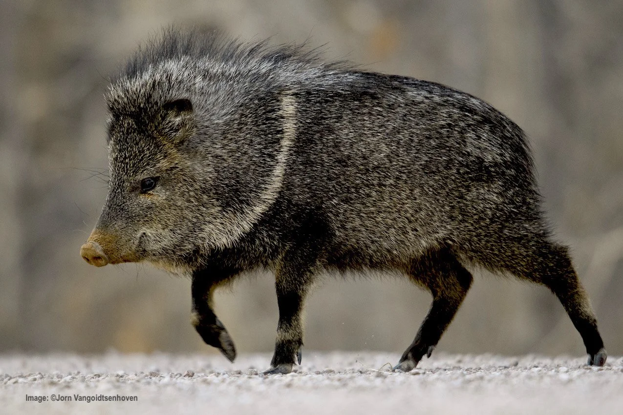 Close Encounter at Bosque Del Apache Wildlife Refuge — Destination ...