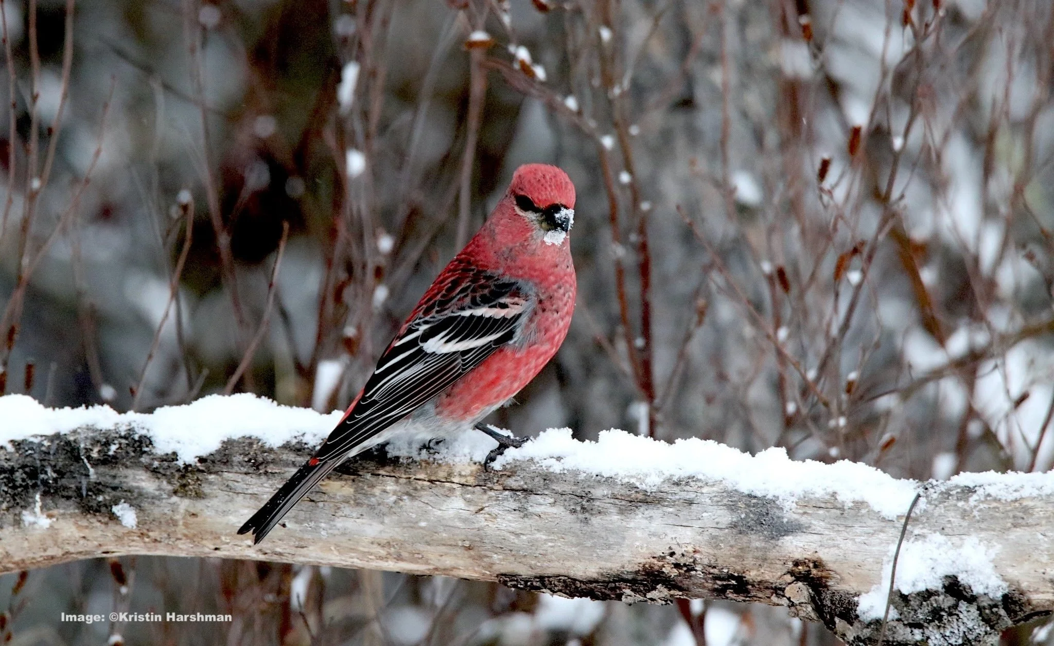 How We Found Wintering Owls in Minnesota’s Wonderland, the Sax-Zim Bog ...