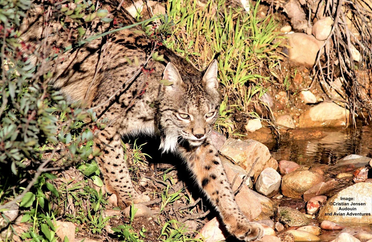 Beavers and Lynx, Rewildling Europe — Destination: Wildlife™