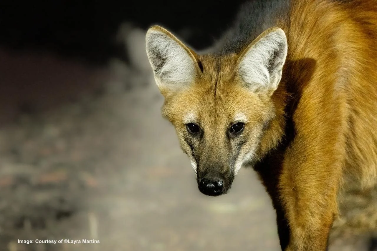 Introducing Maned Wolf, Timid,Tall and Not a Wolf at All — Destination ...