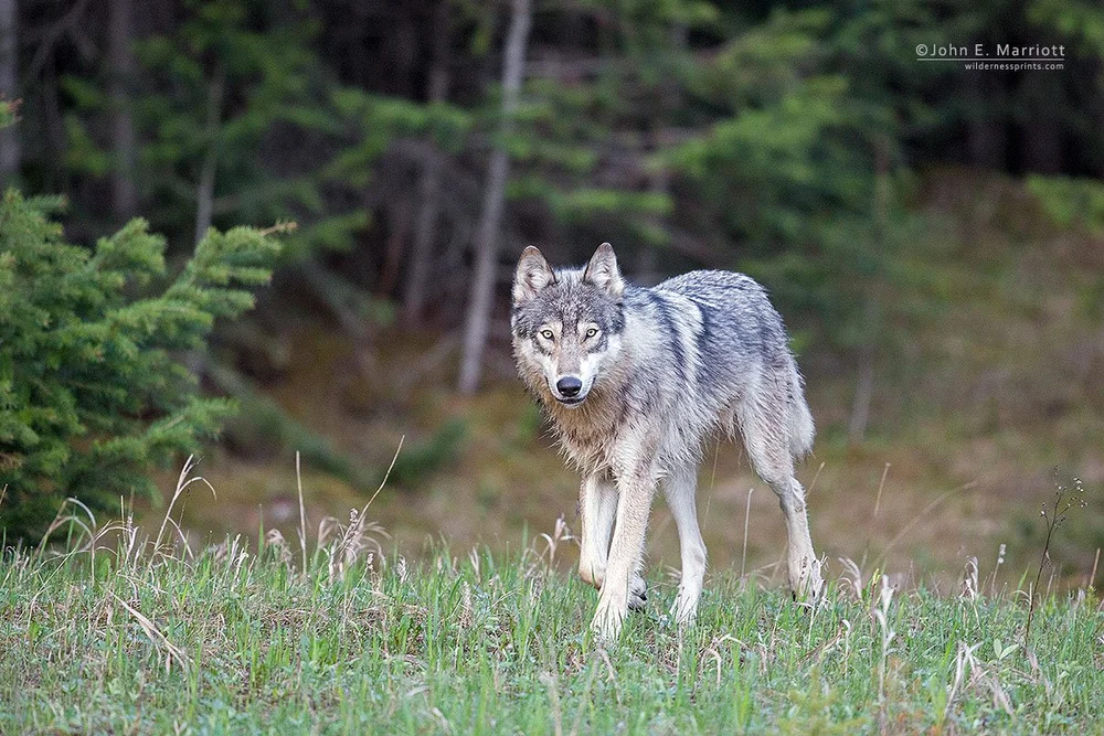 5 New Greatest Wolf Books that Bring You Into the Pack. 2023 Edition ...