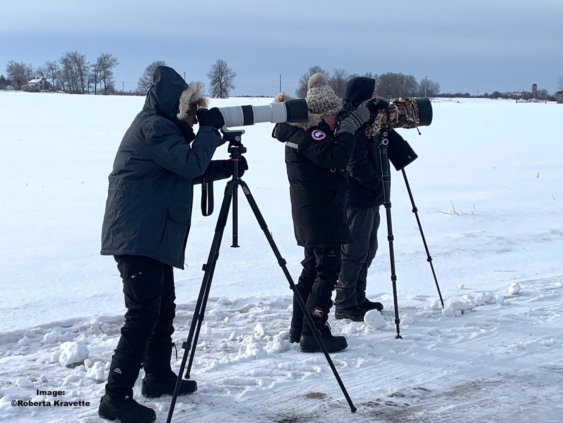 Six Spectacular Winter Owls You Can See in Minnesota + Where to Find ...