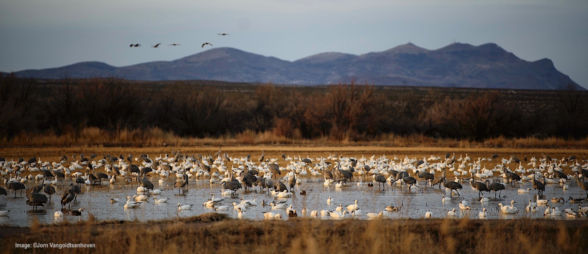 Close Encounter at Bosque Del Apache Wildlife Refuge — Destination ...