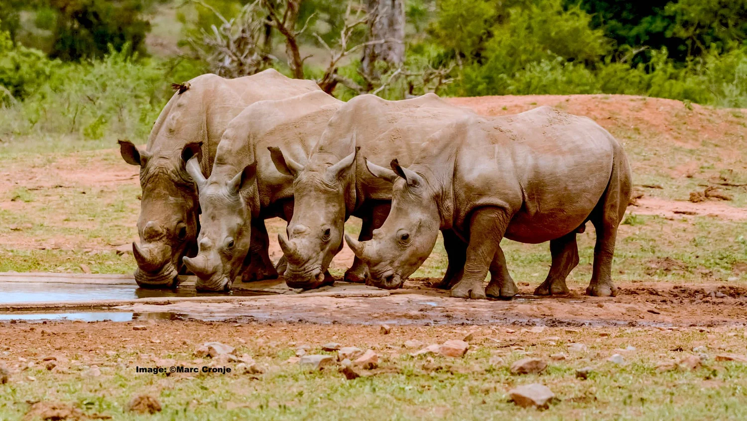 African Rhinoceros Facts — Destination: Wildlife™