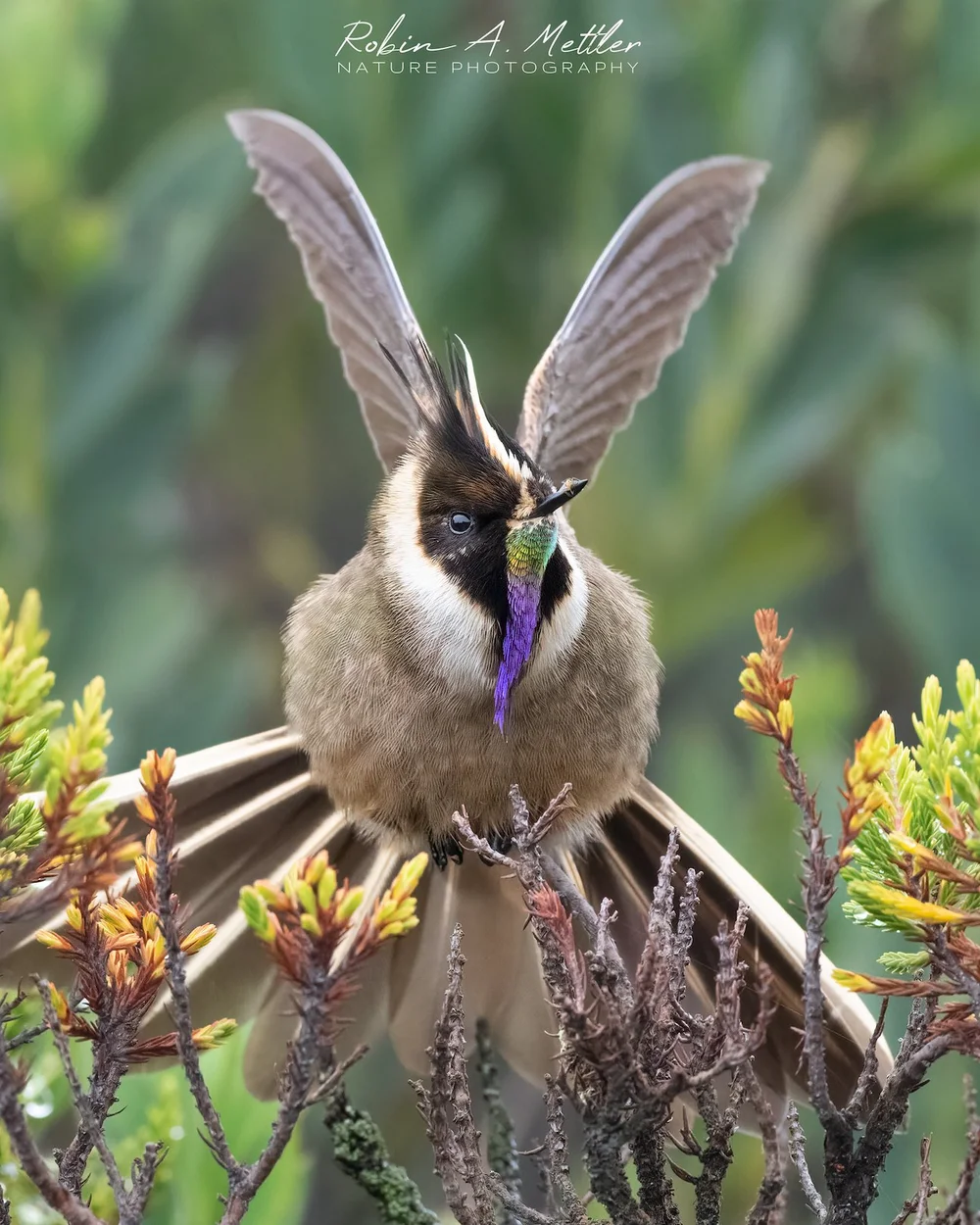 10 Beautiful Birds You Can ONLY See in Colombia — Destination: Wildlife™