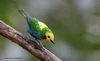 10 Beautiful Birds You Can ONLY See in Colombia — Destination: Wildlife™