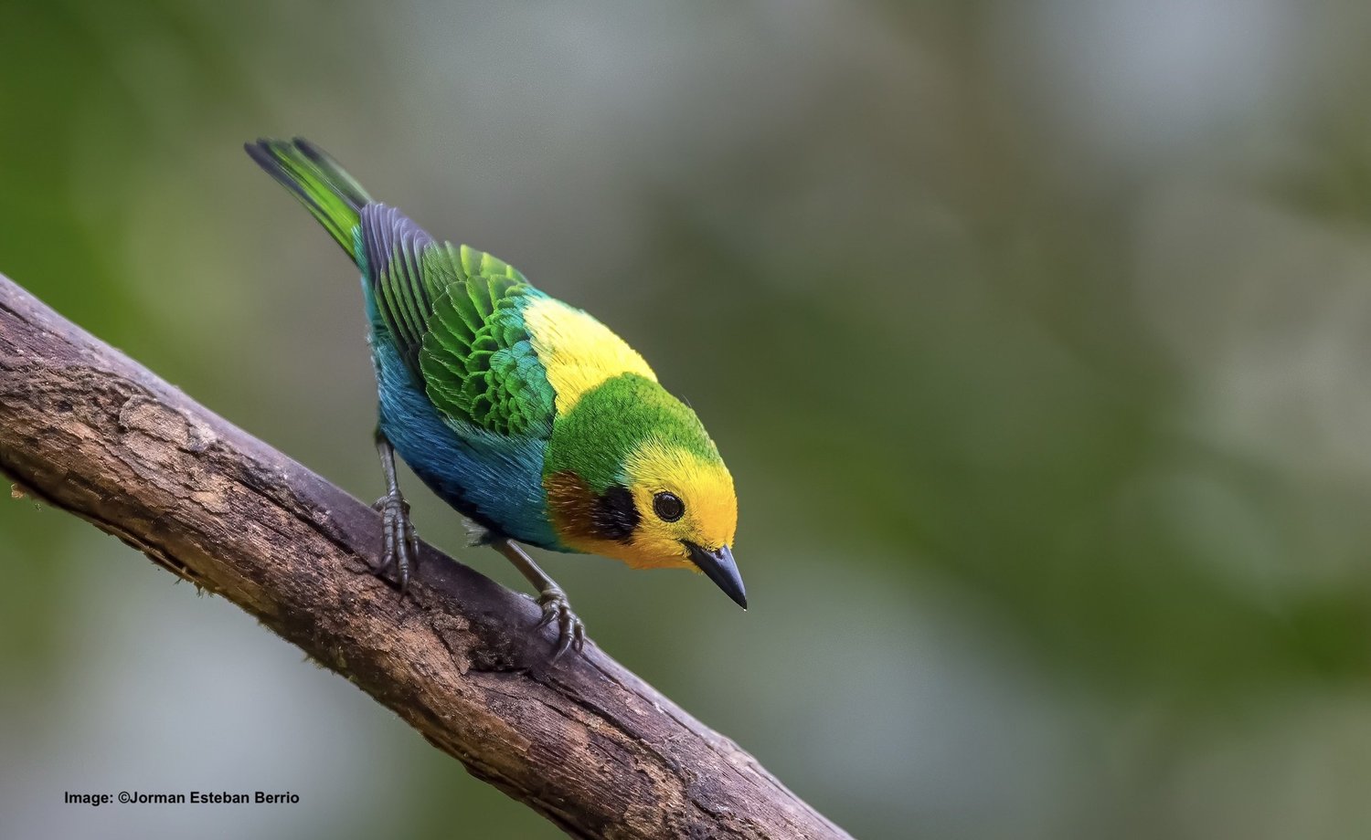 10 Beautiful Birds You Can ONLY See in Colombia — Destination: Wildlife™