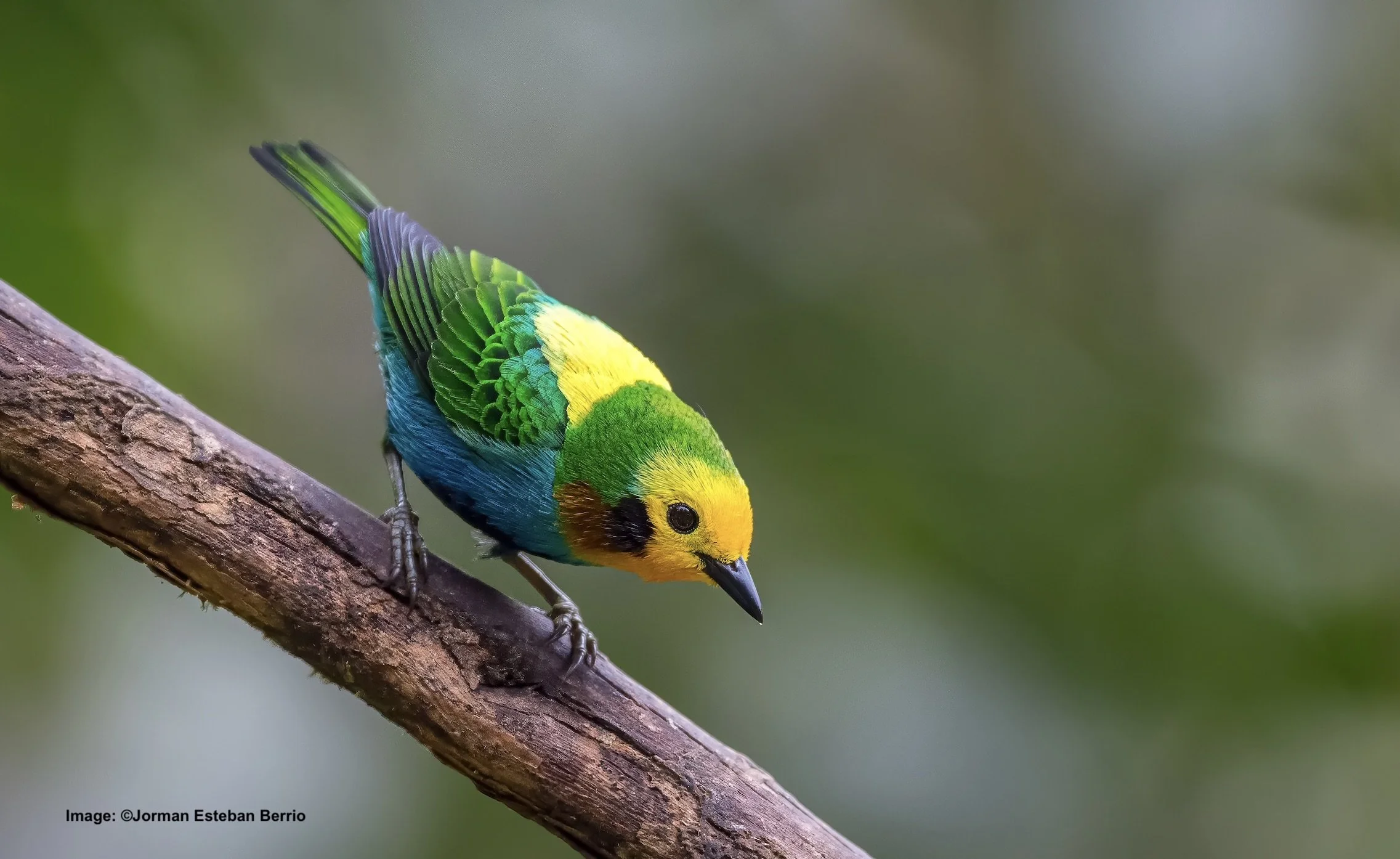 10 Beautiful Birds You Can ONLY See in Colombia — Destination: Wildlife™