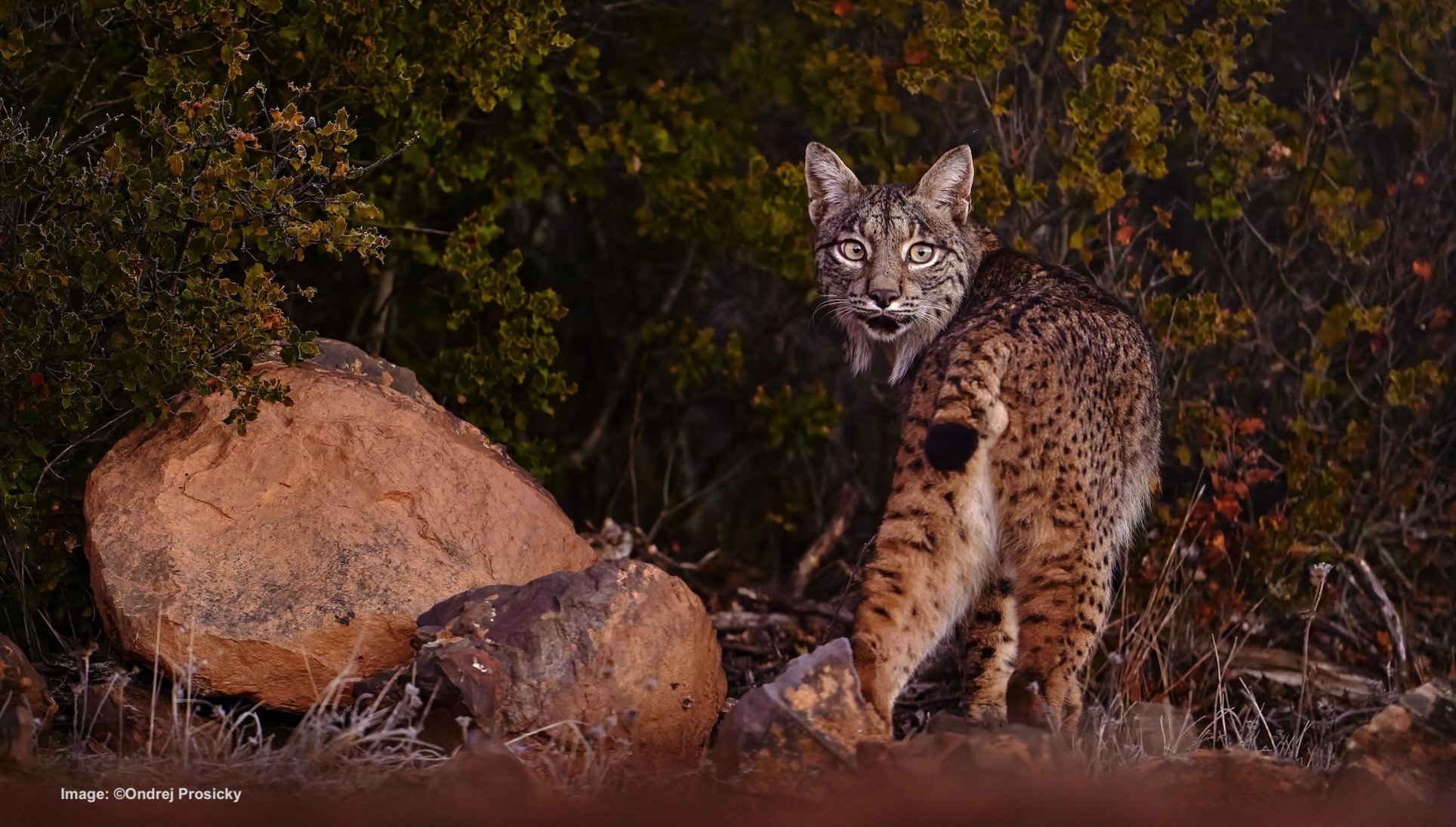 Beavers and Lynx, Rewildling Europe — Destination: Wildlife™