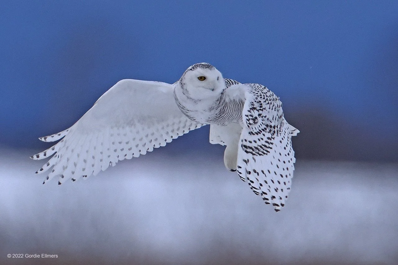 Eight Audacious Owls of North American and Where to Look For Them — Destination: Wildlife™