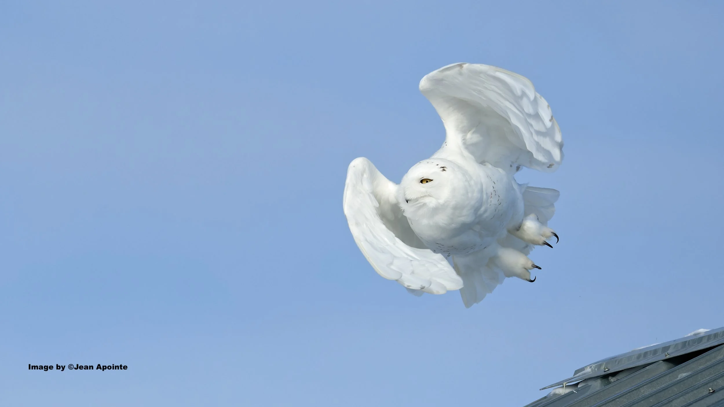 Snowy Owl Update! An Interview with Scott Weidensaul, Co-Founder of ...