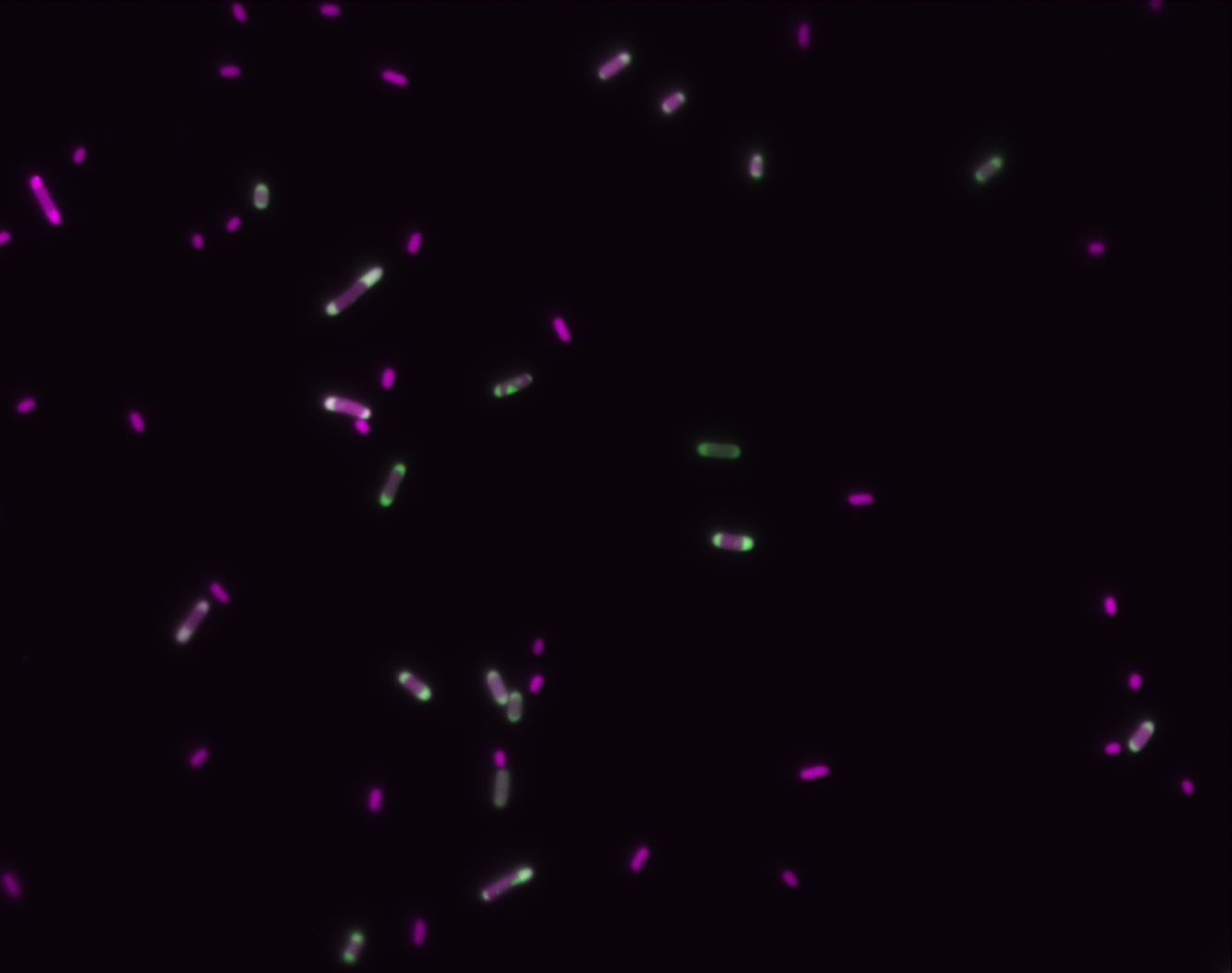 Biomolecular Condensates — Obermeyer Research Group