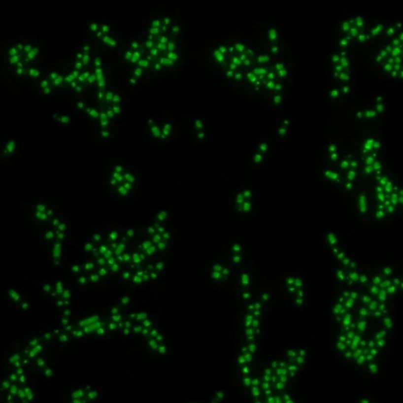 Biomolecular Condensates — Obermeyer Research Group