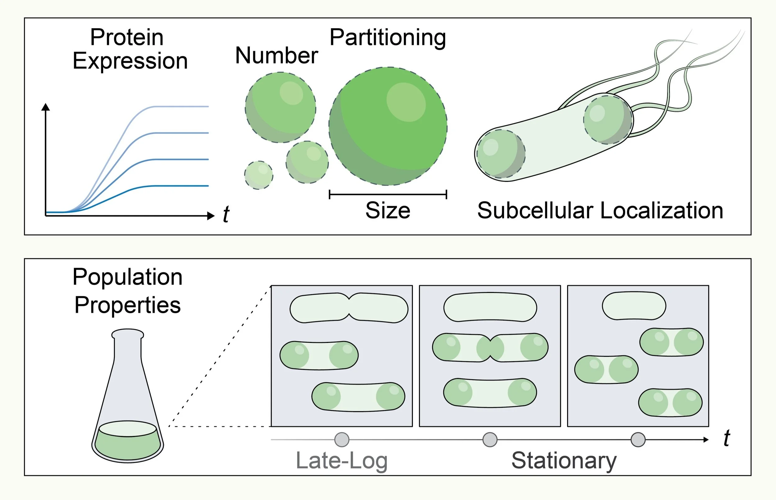 Biomolecular Condensates — Obermeyer Research Group