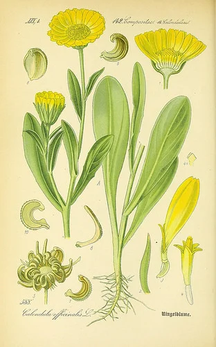 Calendula Monograph — HerbRally