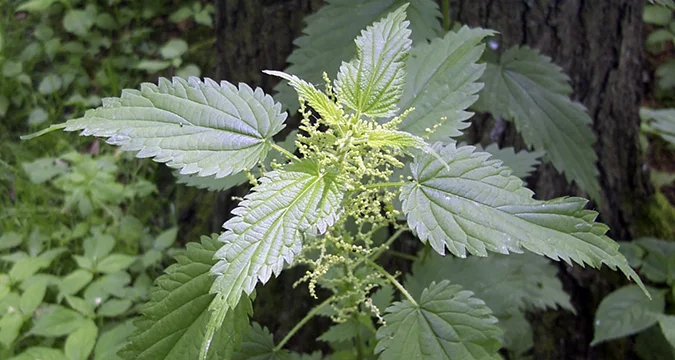 Nettle Monograph — HerbRally