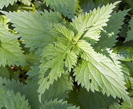 Nettle Monograph — HerbRally