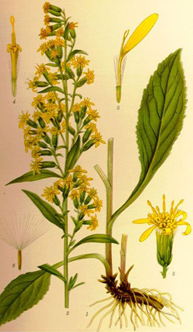 Goldenrod Monograph — HerbRally