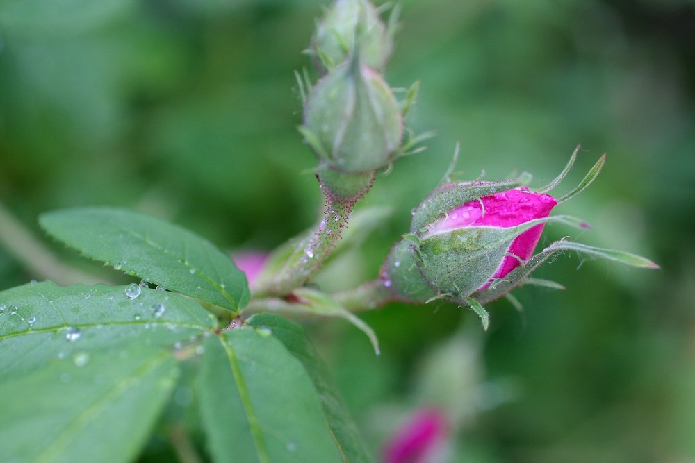 Rose Monograph — HerbRally