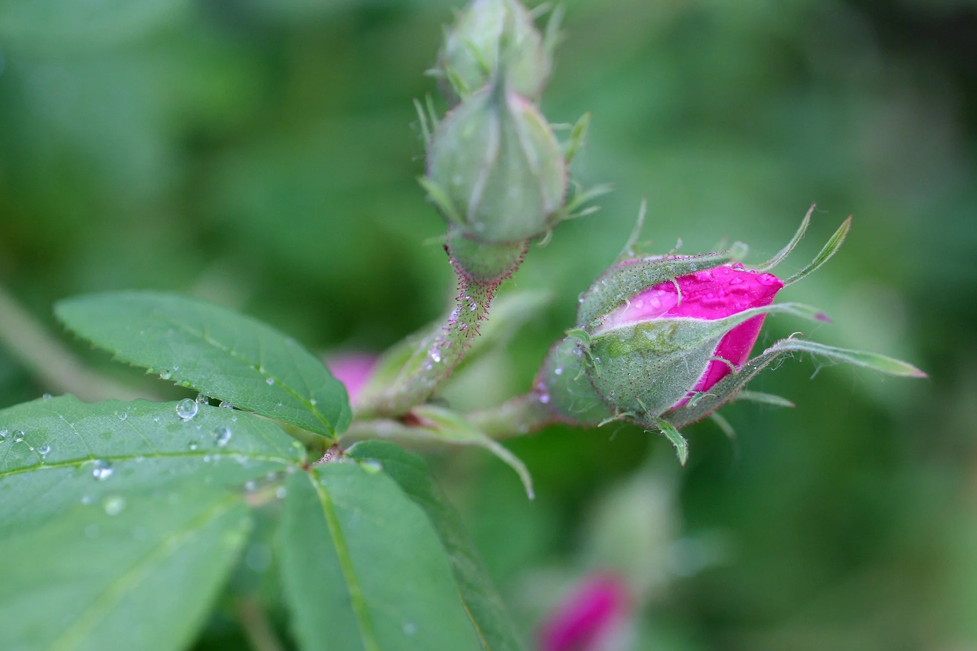 Rose Monograph — HerbRally