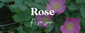 Rose Monograph — HerbRally