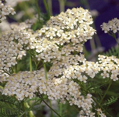 Yarrow Monograph — HerbRally