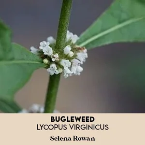 Plant Monographs — HerbRally