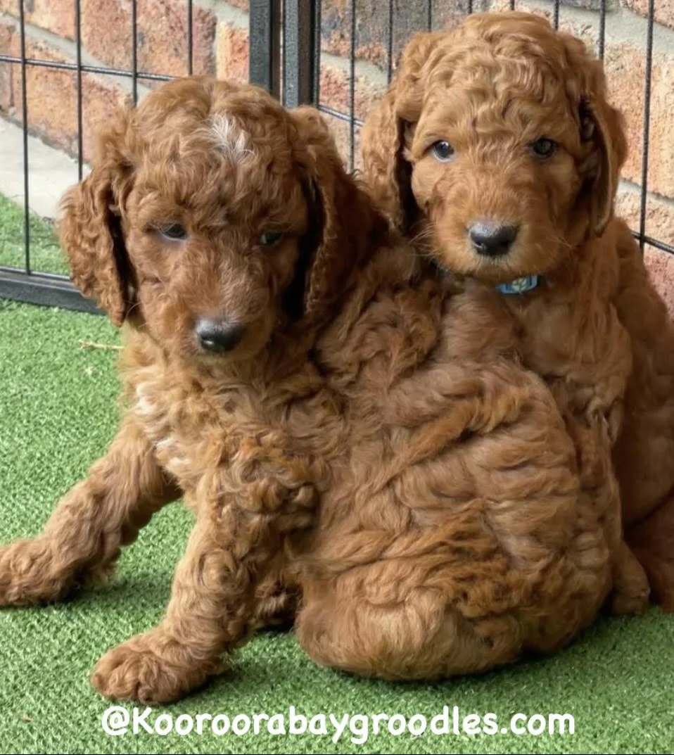 Groodle puppies for sale in NSW, Australia. — Kooroora Bay Groodles