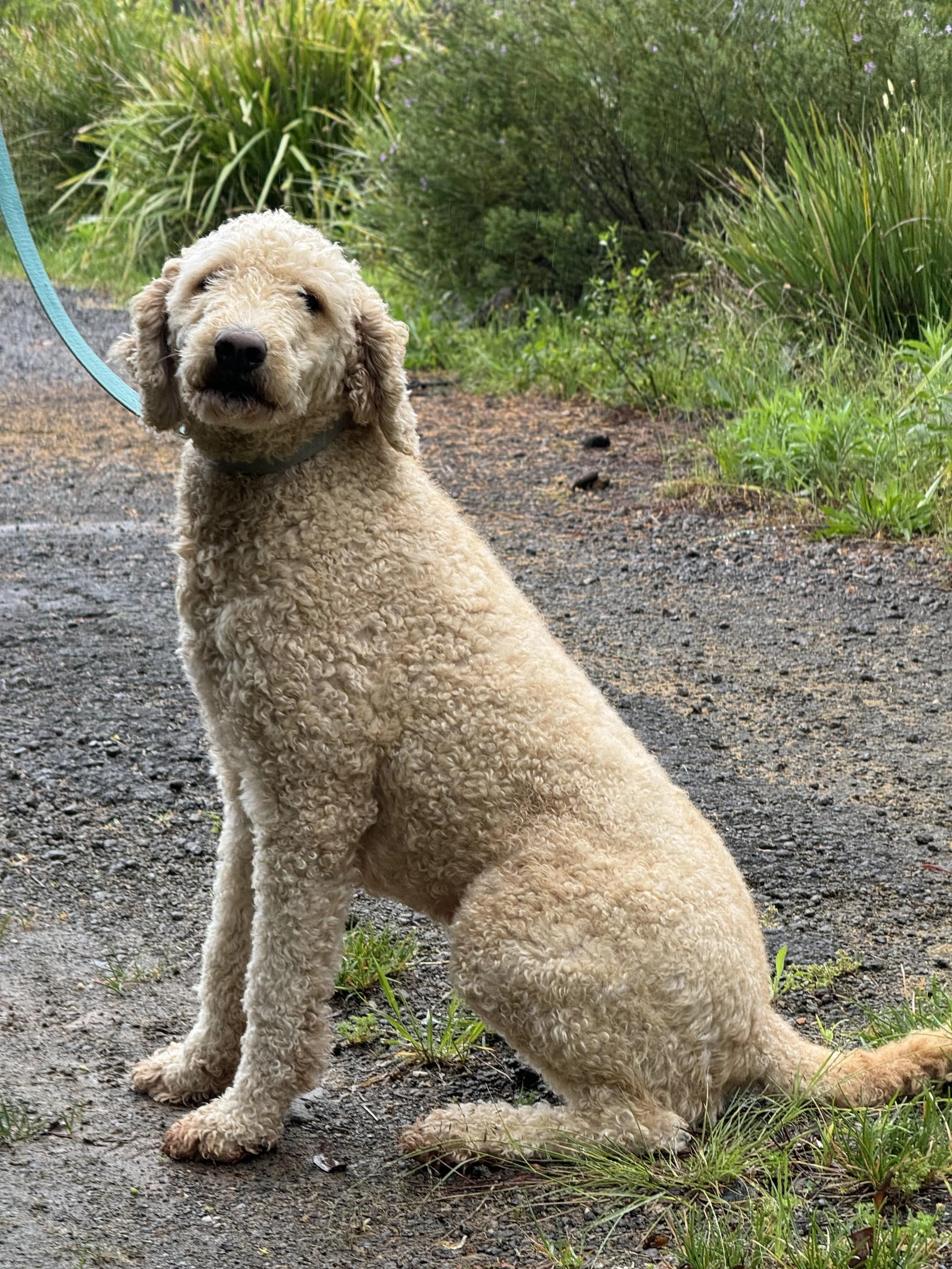 Groodle puppies for sale in NSW, Australia. — Kooroora Bay Groodles
