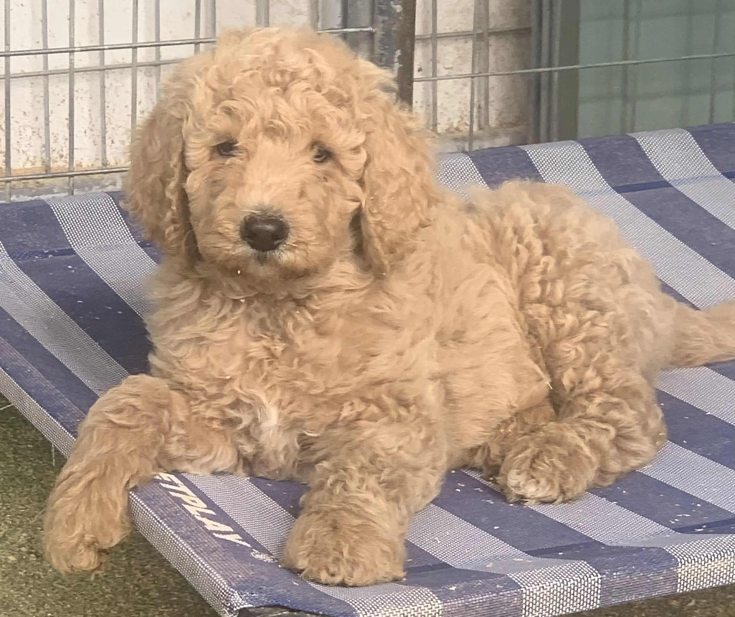 Groodle puppies for sale in NSW, Australia. — Kooroora Bay Groodles