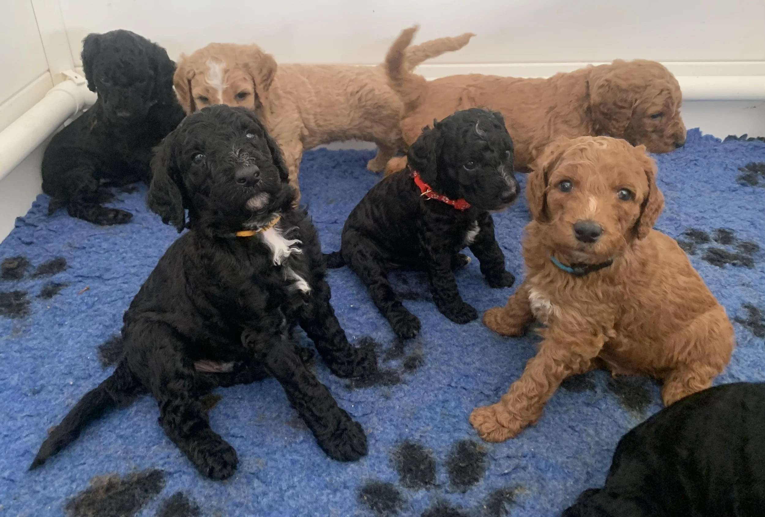 Groodle puppies for sale in NSW, Australia. — Kooroora Bay Groodles