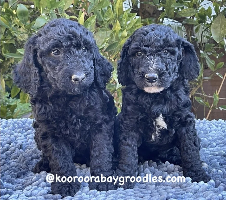 Groodle puppies for sale in NSW, Australia. — Kooroora Bay Groodles