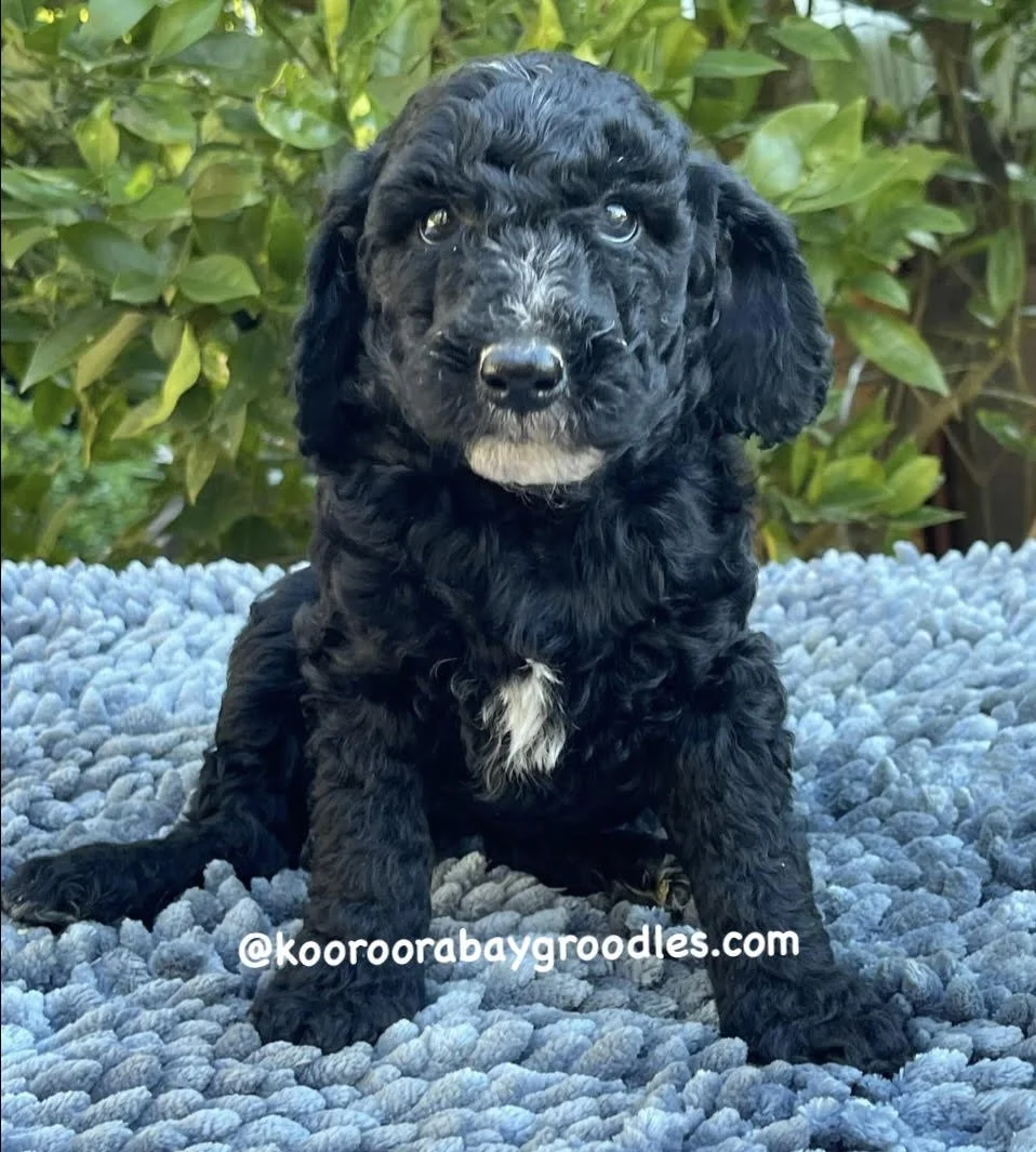 Groodle puppies for sale in NSW, Australia. — Kooroora Bay Groodles
