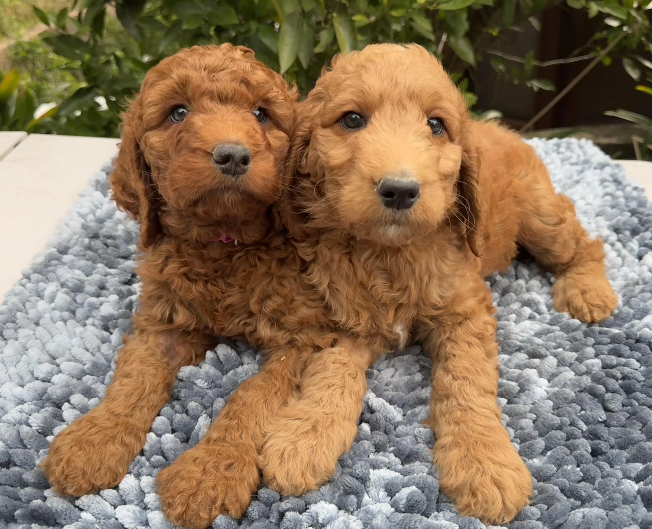Groodle puppies for sale in NSW, Australia. — Kooroora Bay Groodles