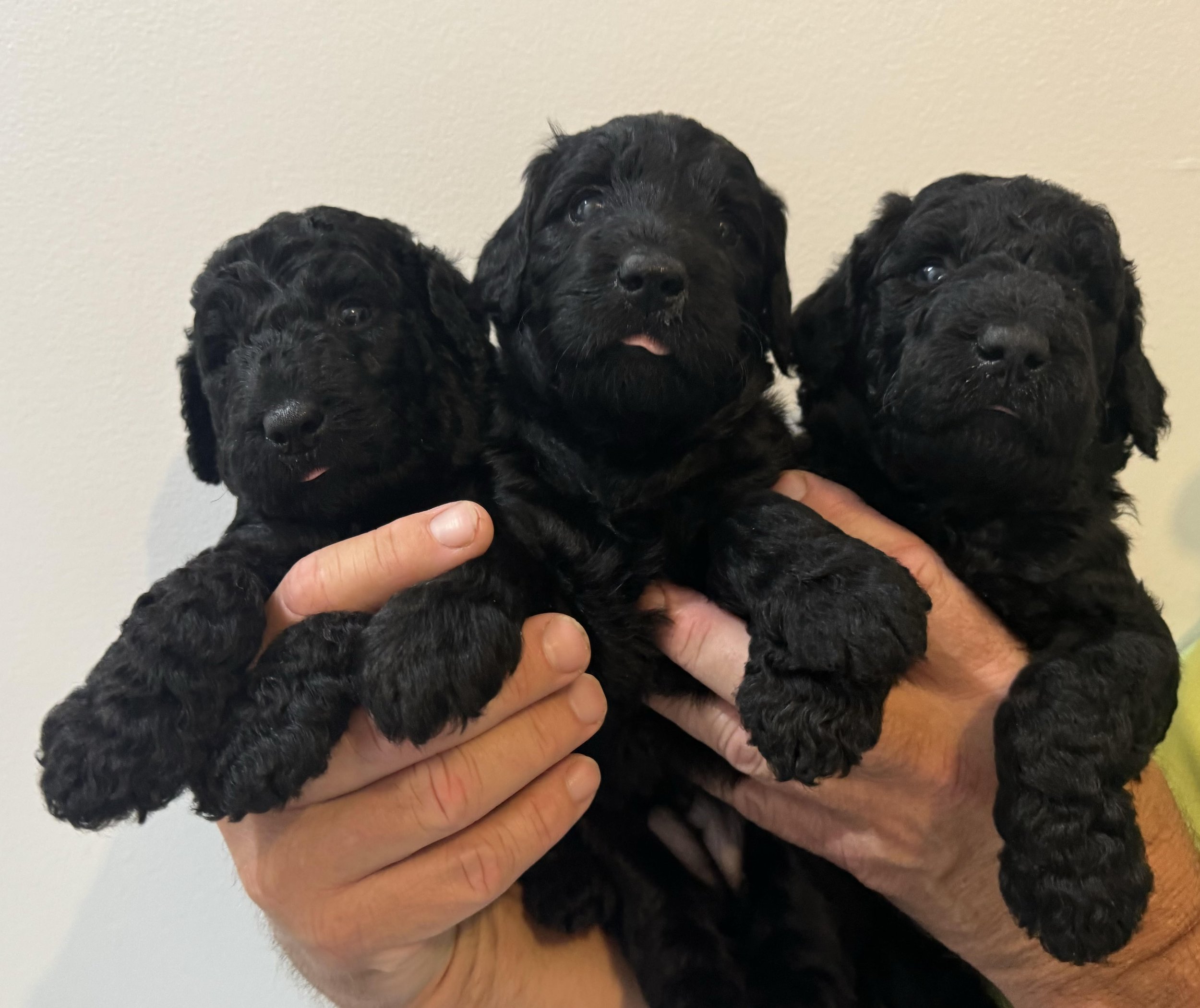 Groodle puppies for sale in NSW, Australia. — Kooroora Bay Groodles