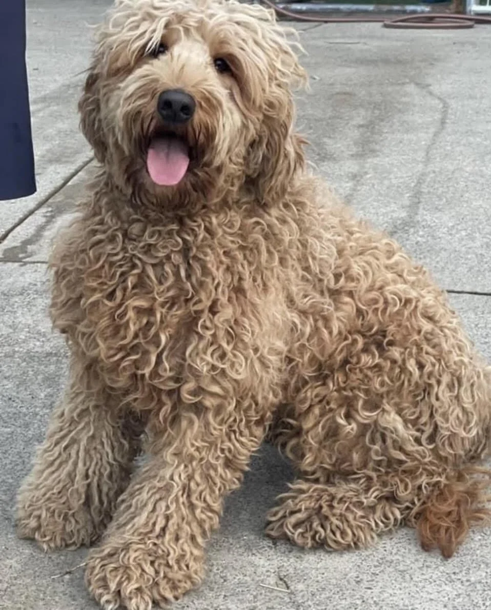 Kooroora Bay Groodles - Groodle Breeder in NSW