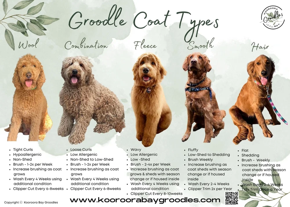 Groodle Coat Types — Kooroora Bay Groodles