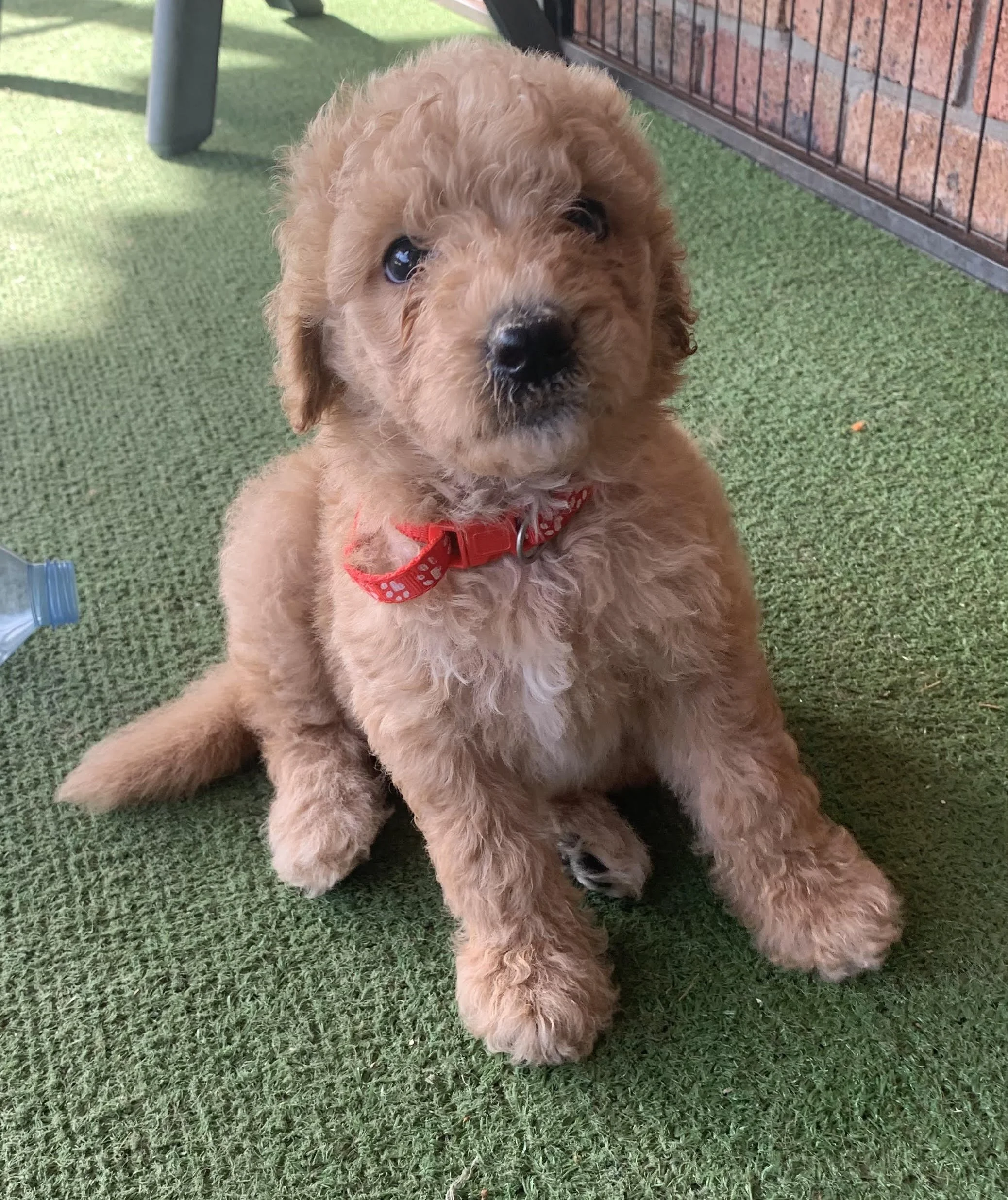 Groodle puppies for sale in NSW, Australia. — Kooroora Bay Groodles
