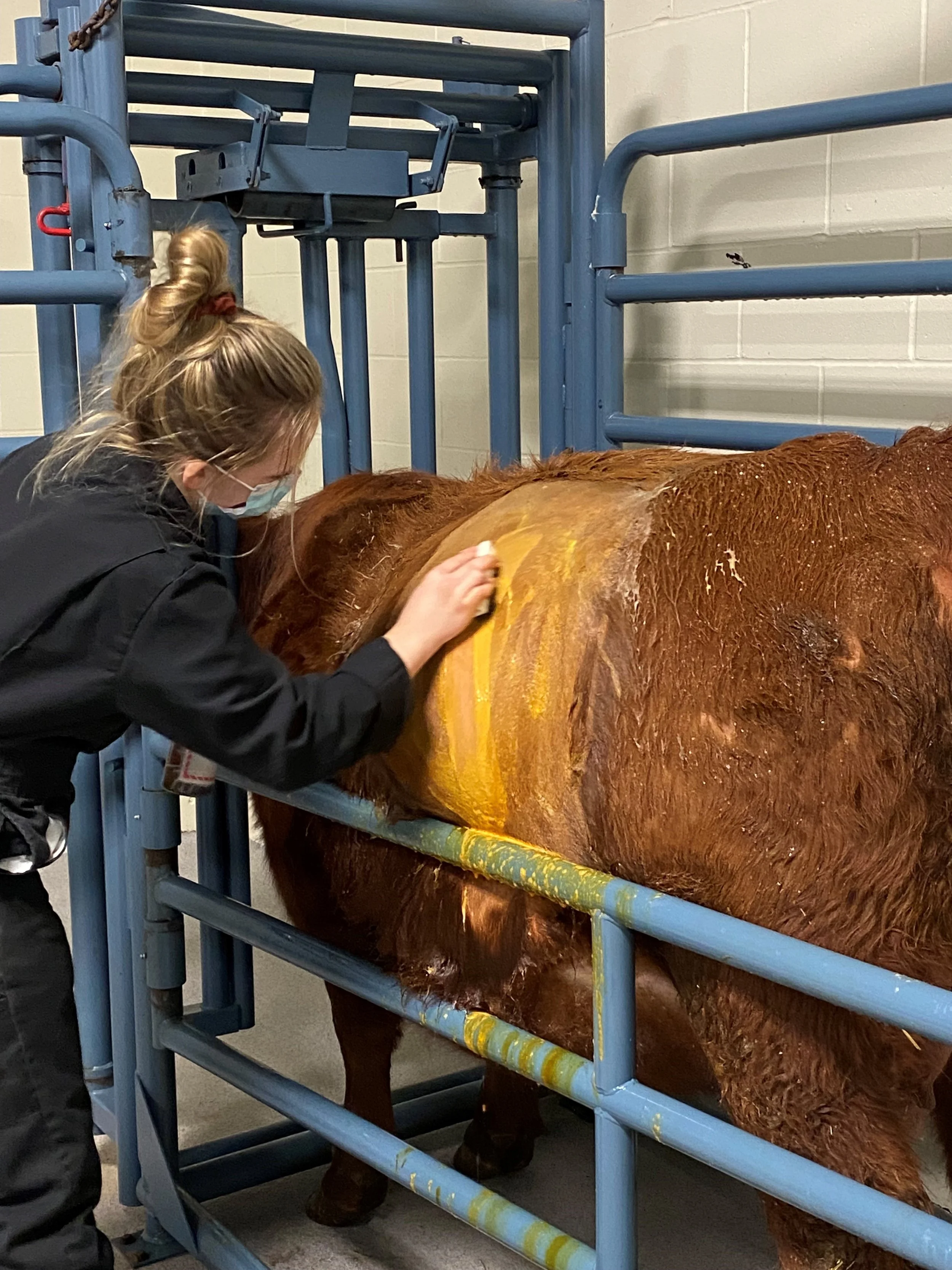 It’s calving and bull test season! — North Peace Veterinary Clinic