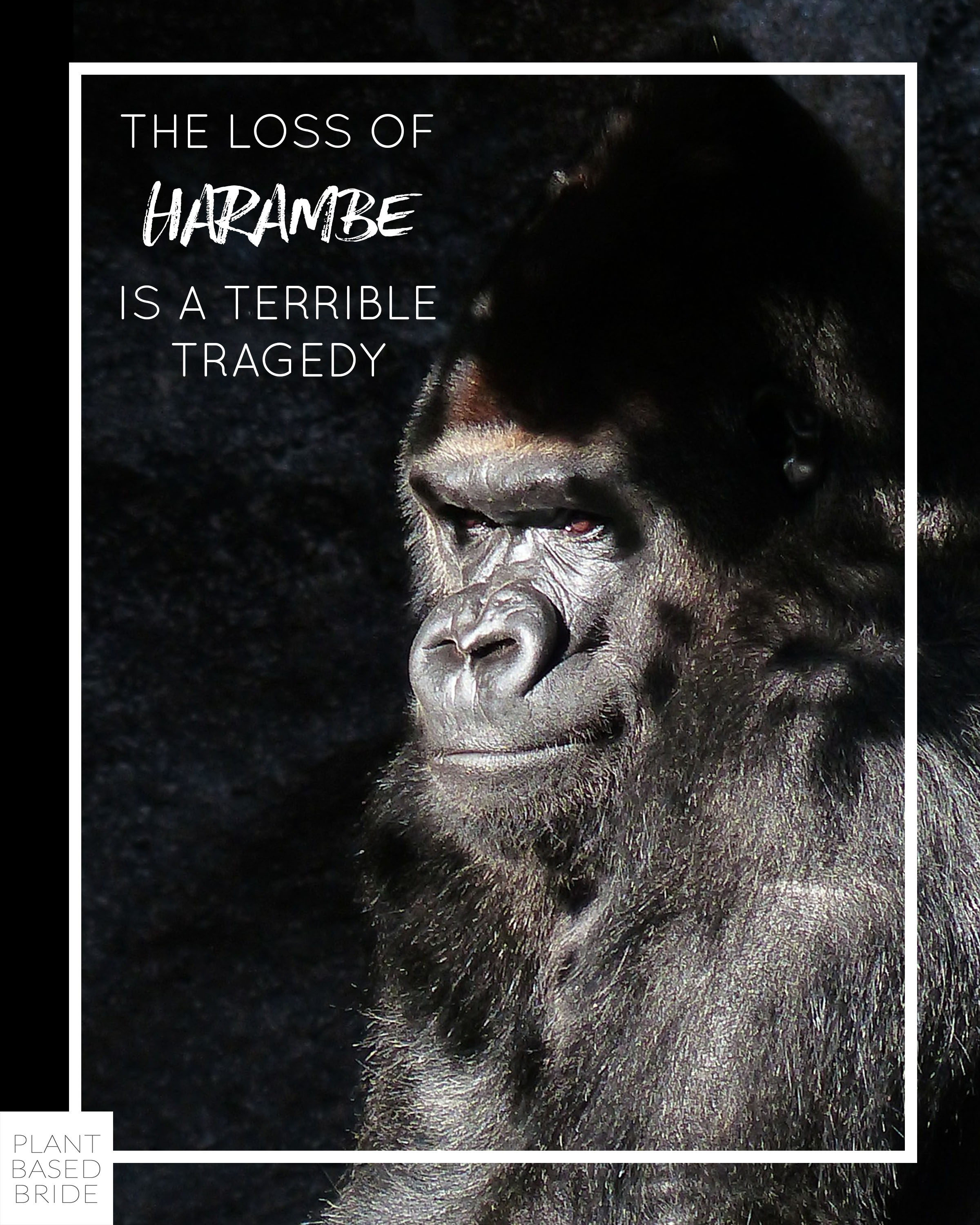 The Loss of Harambe is a Terrible Tragedy — Plant Based Bride